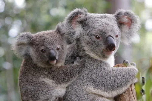 The “Koala Challenge” is the Next Big Viral Trend! | Mix 97