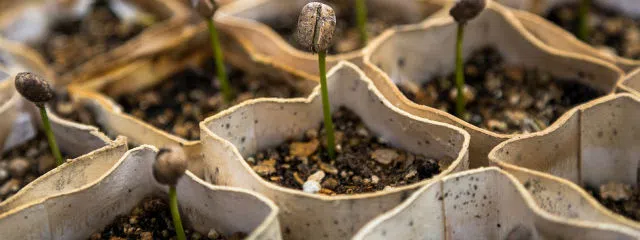 Free Tree Seedlings | Green Quinte