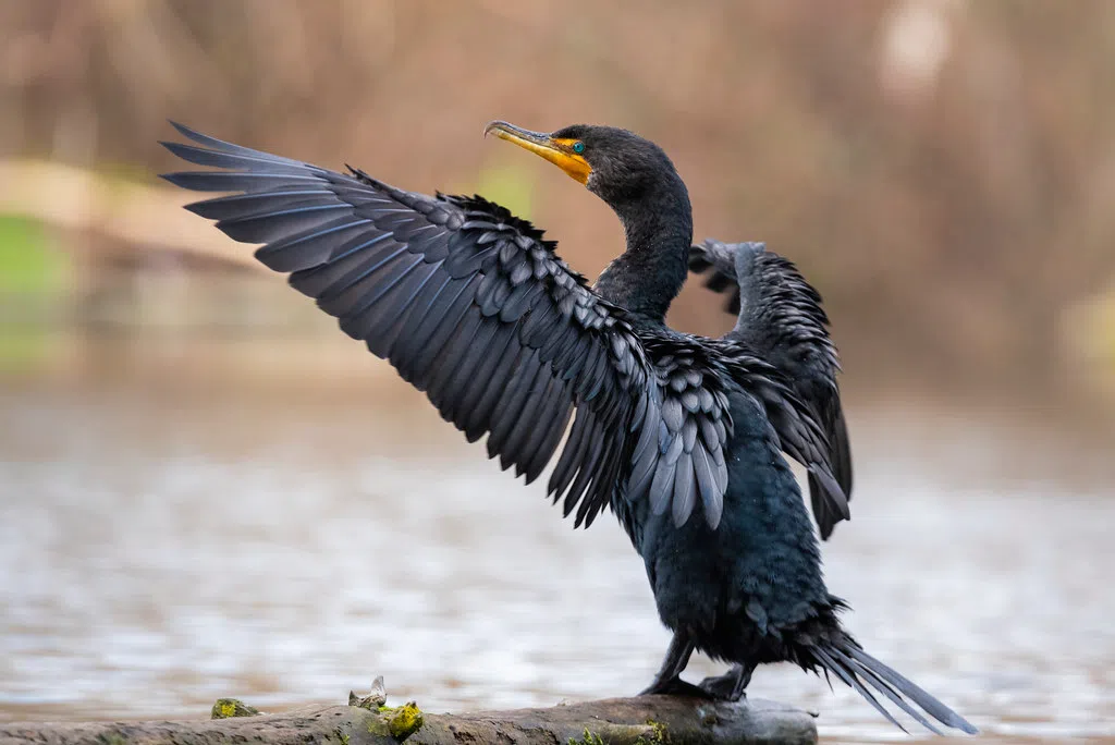 Cormorant control at Presqu’ile Provincial Park | Green Quinte