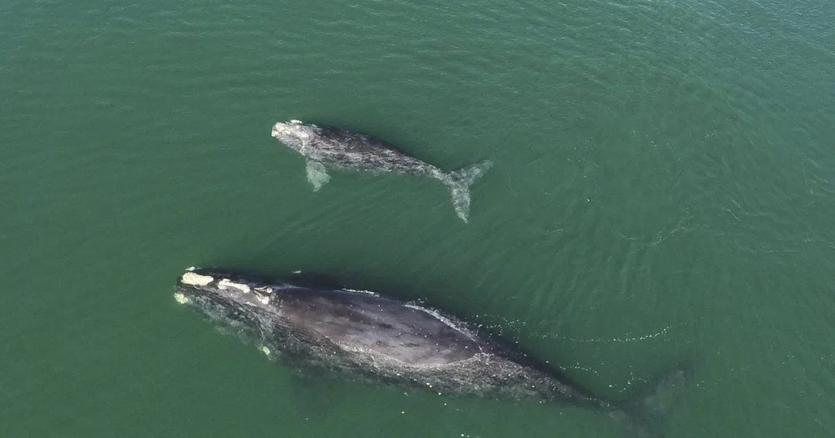 Birth of nine calves sparks hope for endangered North Atlantic right ...