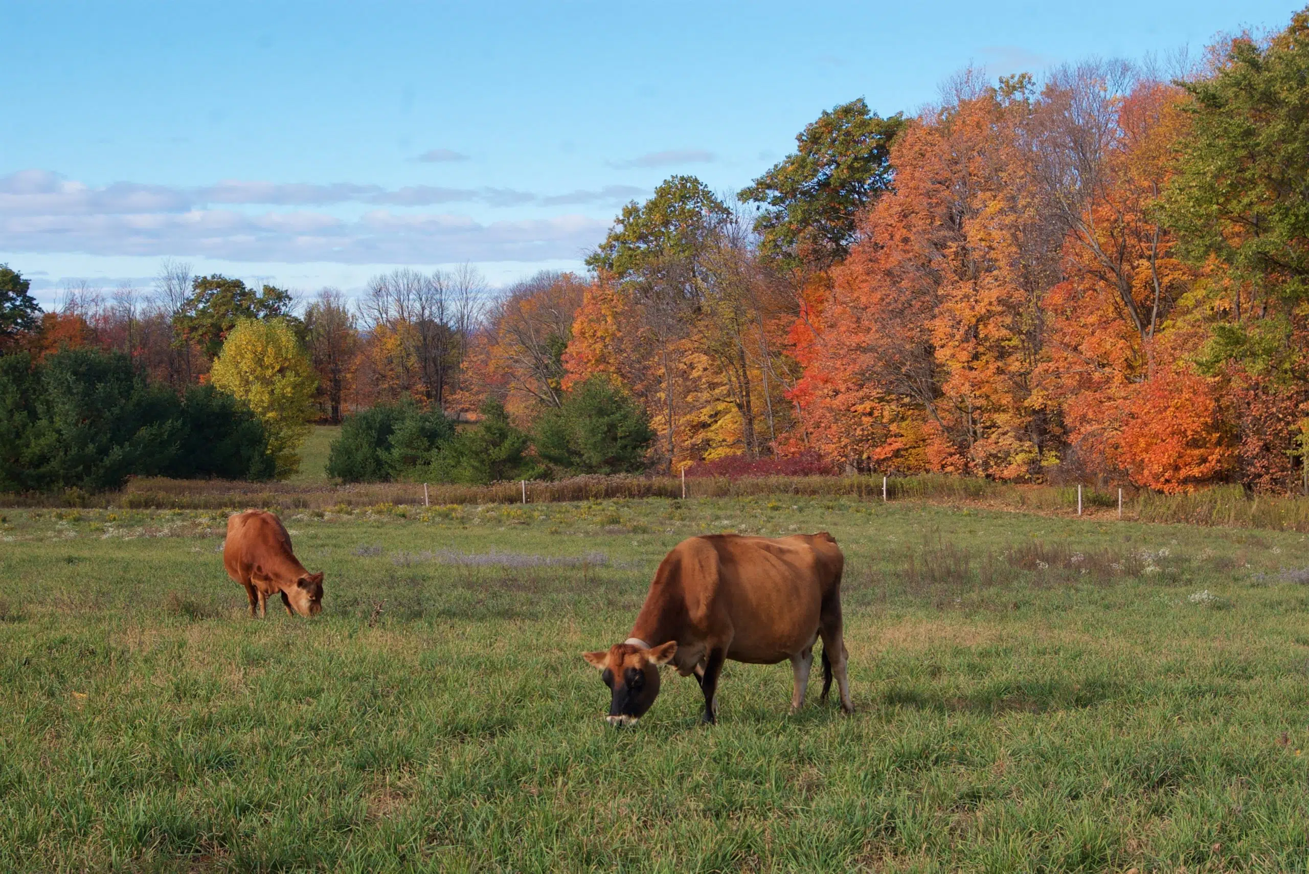 Farms and Forests: Living on the Edge | Quinte News