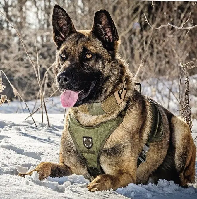 OPP General Service Dog Bullitt passes away | Quinte News
