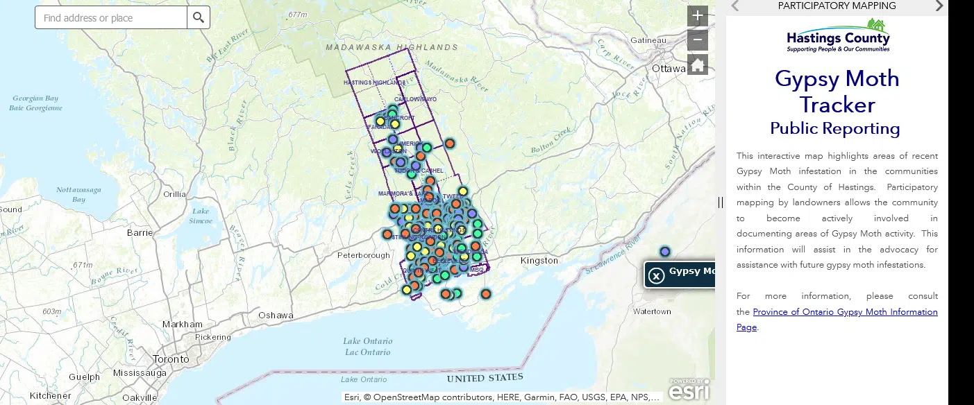 Hastings County gypsy moth tracker live | Quinte News