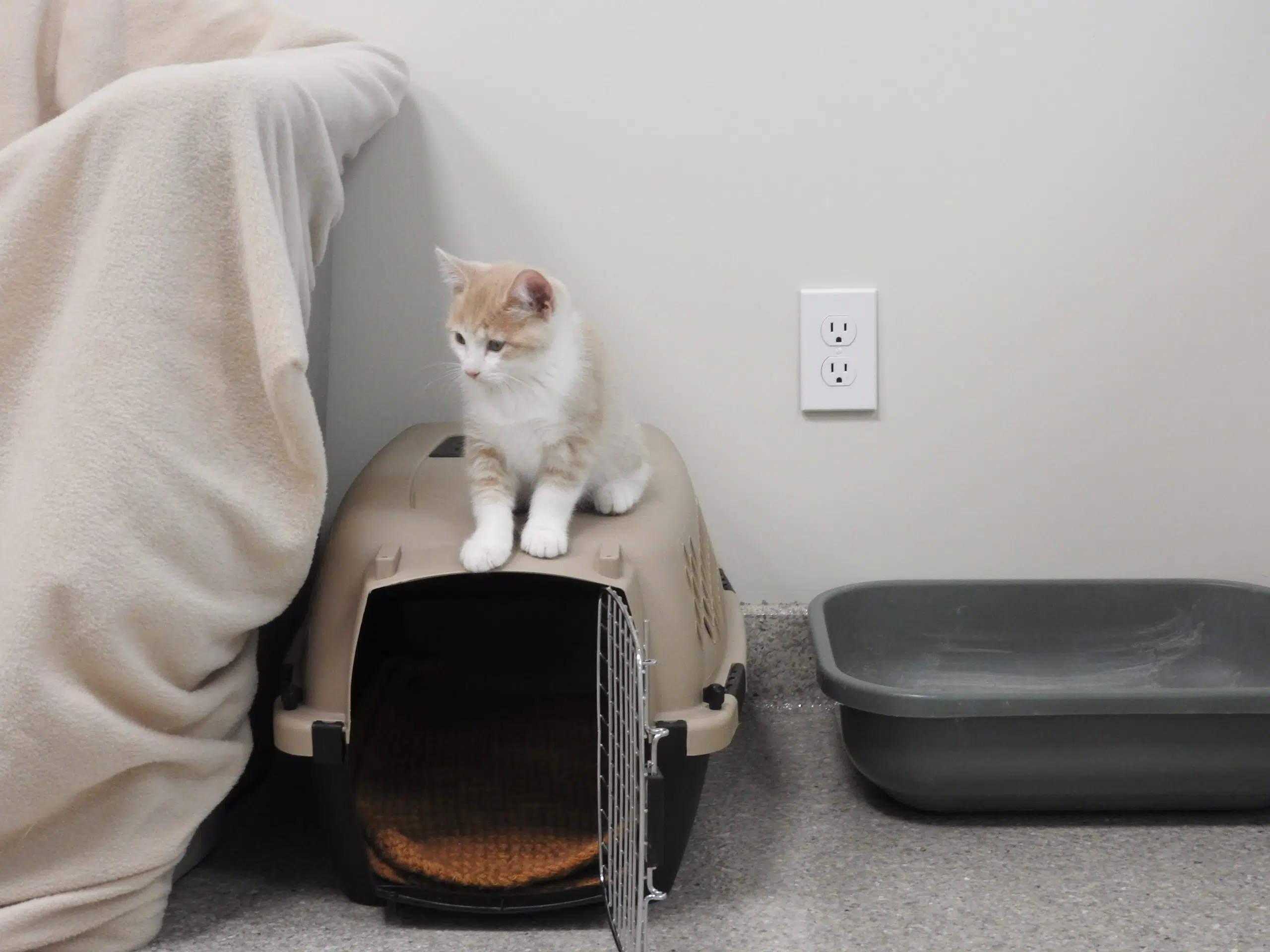 Tour around new animal centre | Quinte News