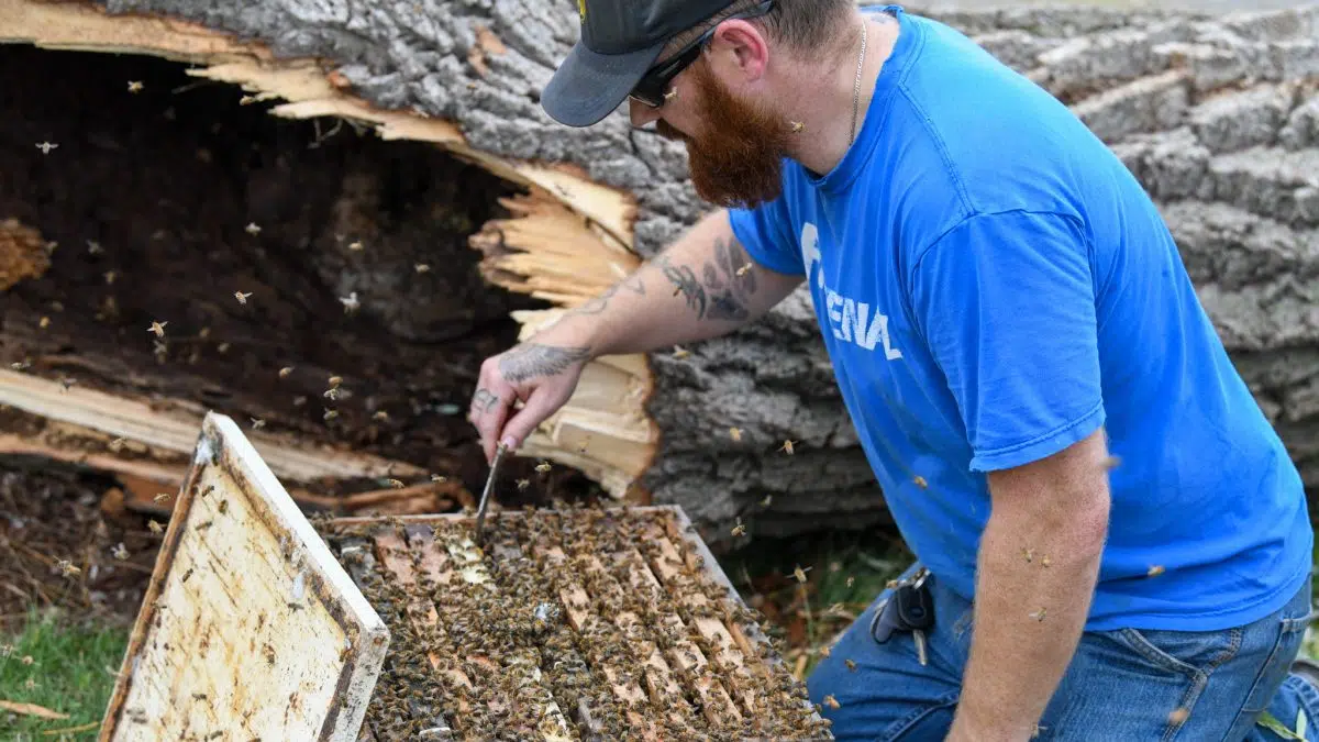 Doing it for the love of bees | Quinte News