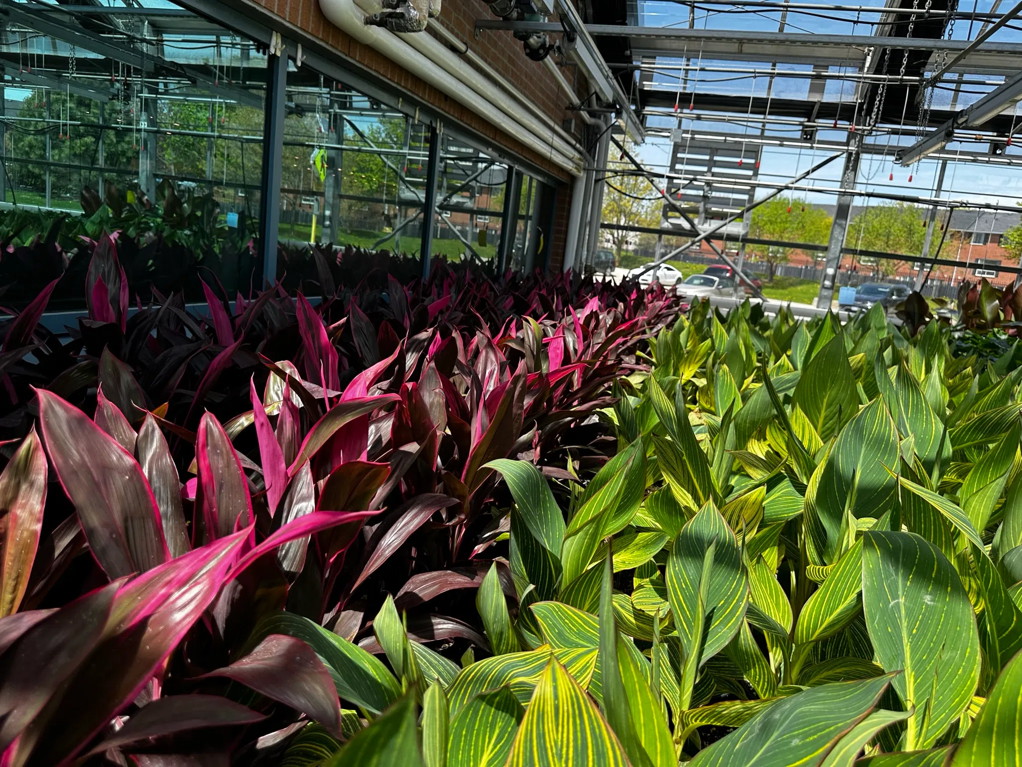 Things to remember before buying your next plant | 106.9 The X