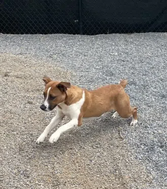 Community Spotlight: L&A OSPCA welcomes in 2 pups from overcrowded U.S ...