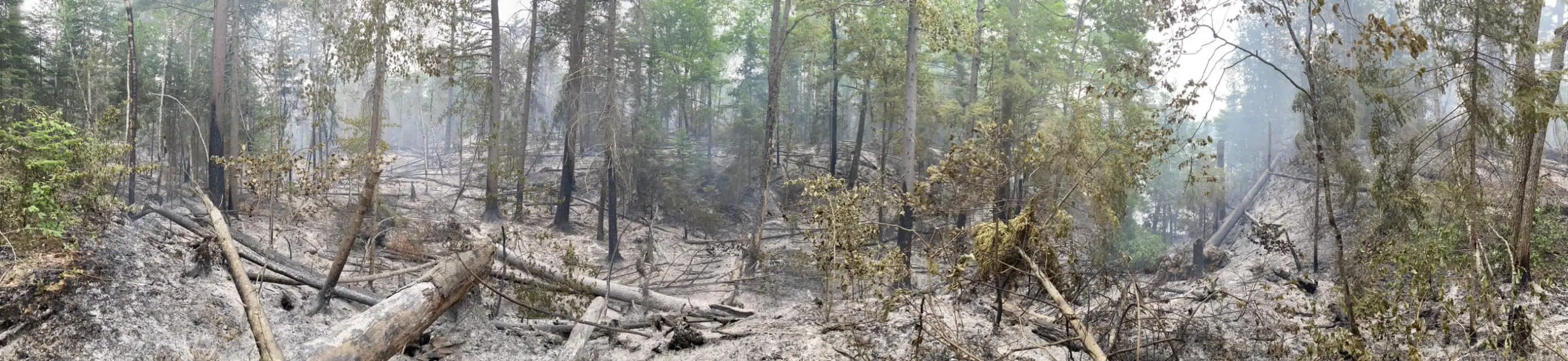 Greater Napanee Fire Services providing aid against forest fire in ...