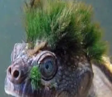 A Punk Rock Turtle That Breathes Through It’s Genitals Is On The ...