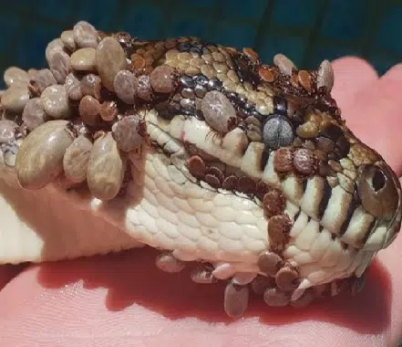 Alligators As Weapons, A Python Covered In Ticks And Coyotes In The ...