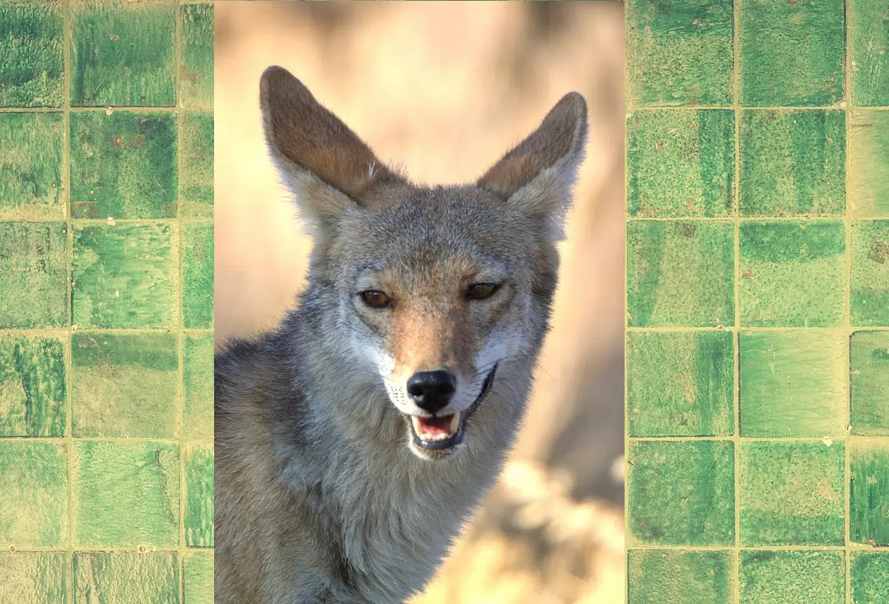 Coyote Found in Bathroom at Music City Center | 102.9 The Buzz