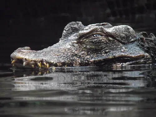 Meth Gators In Alabama | 102.9 The Buzz