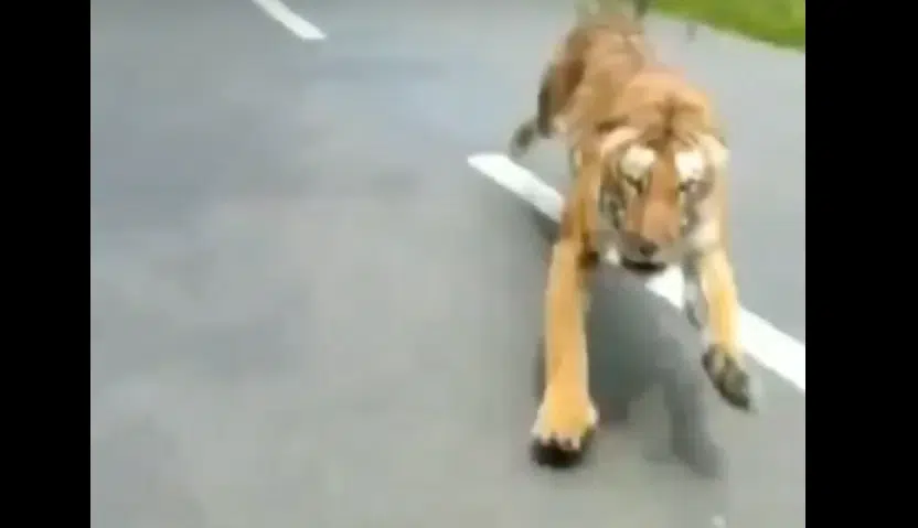 GUYS ON MOTORCYCLE CHASED BY TIGER!!! (VIDEO) | 102.9 The Buzz