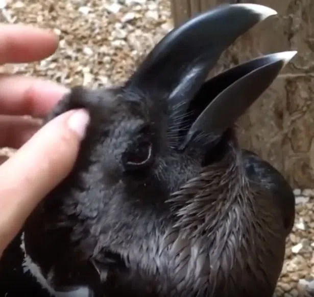 Twitter is Freaking Out Over This Rabbit/Bird Optical Illusion | 102.9 ...