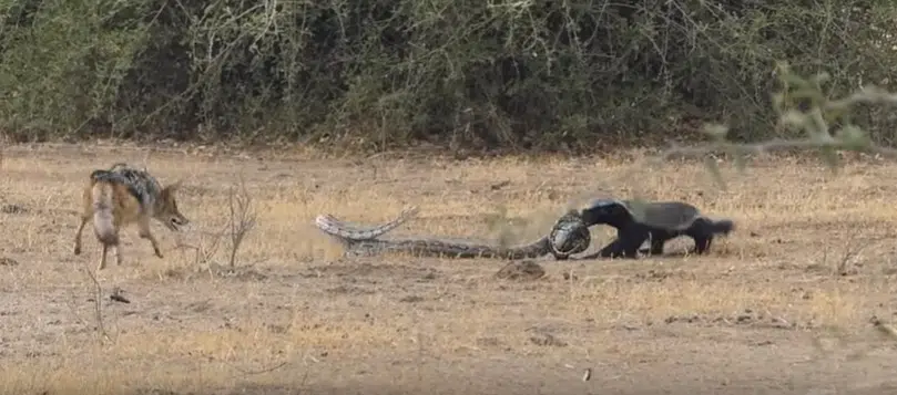 Python vs. Honey Badger vs. Jackal | 102.9 The Buzz