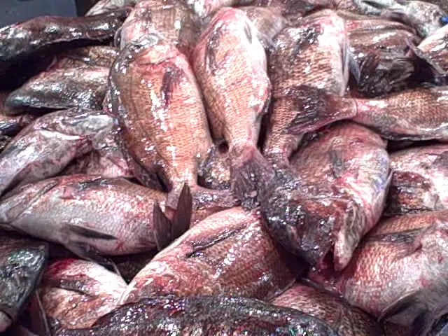 1,000 Lbs Of Fish Show Up In Phoenix | 102.9 The Buzz