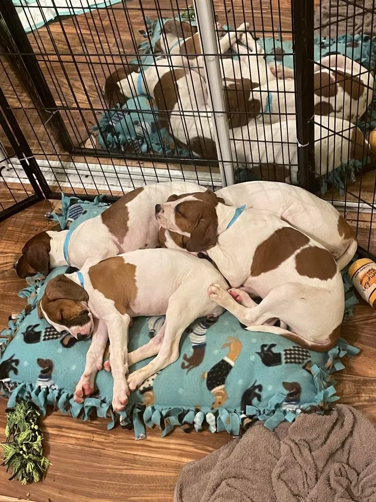 WOOF WEDNESDAY | WCTY Eastern Connecticut's Country Station