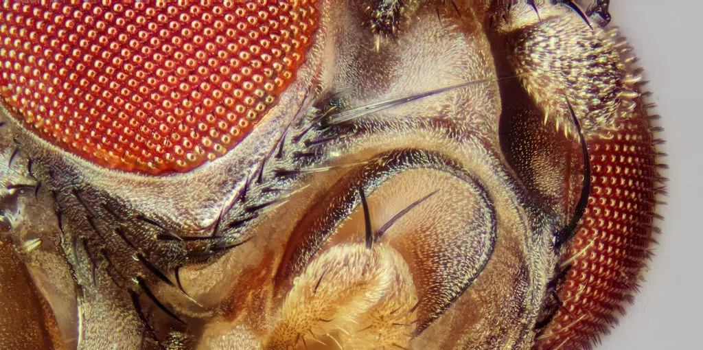 Western Med-Sci Buzz: Kidney Stone Breakdown | CFRL