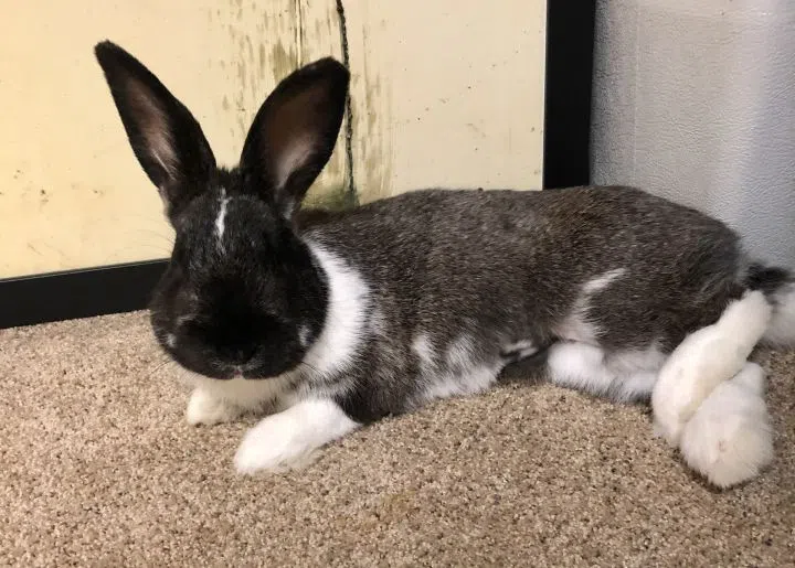 Meet: Bugsy – 2 & 1/2 Year-Old Rabbit | FM92 South Simcoe Today
