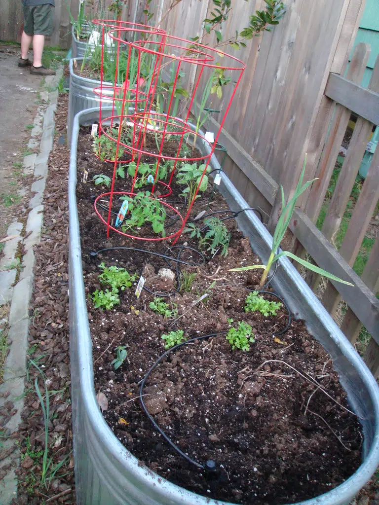 Develop your gardening skills with Essa Public Library | FM101 Milton Now