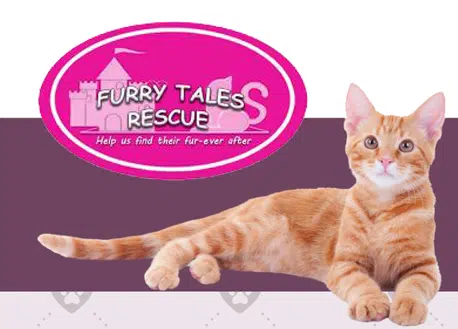 In Focus – Furry Tales Cat Rescue | Lanarkleedstoday.ca