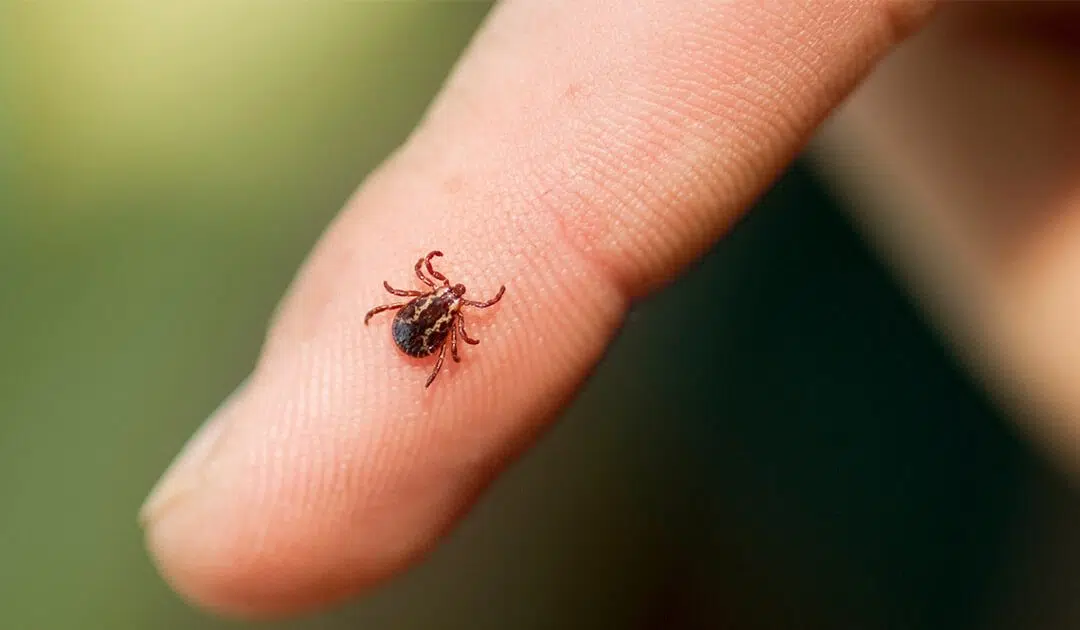 Be tick ready! Tick season intensifies as the mercury rises ...