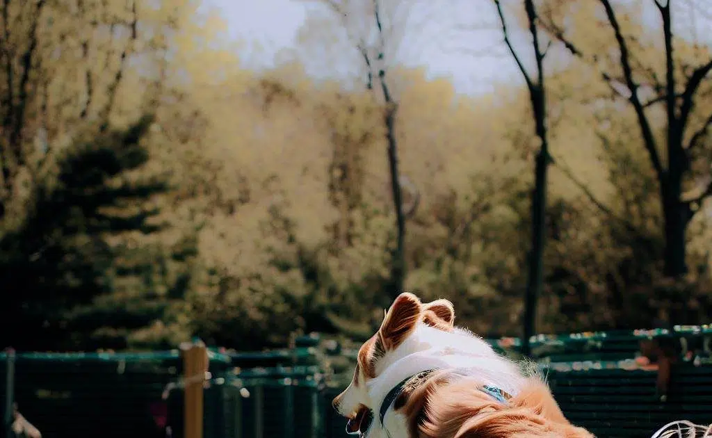 Off-leash dog park coming to Perth | Lanarkleedstoday.ca