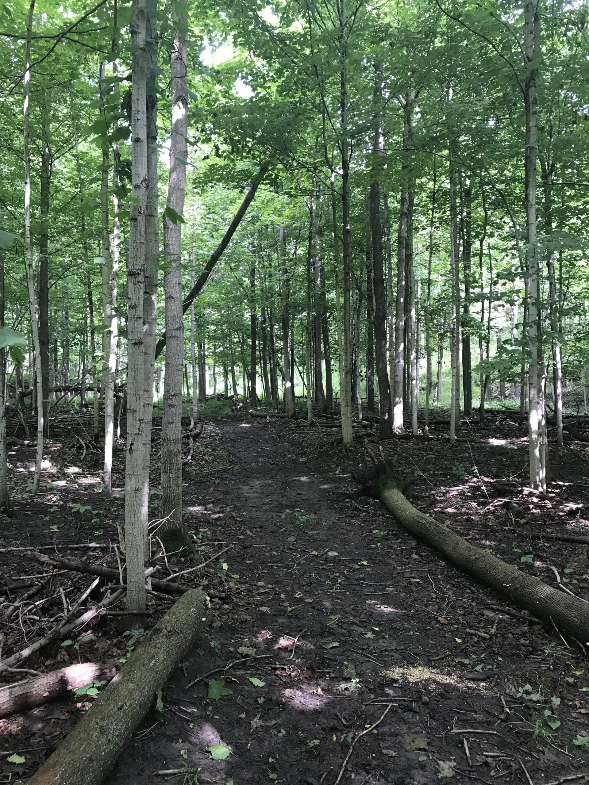 Community Spotlight: Deer Ridge Conservation Area, a forest habitat ...