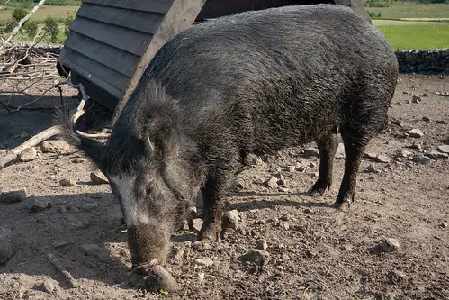 Wild Pigs population on the rise in Ontario | 105.7 Strathroy Today