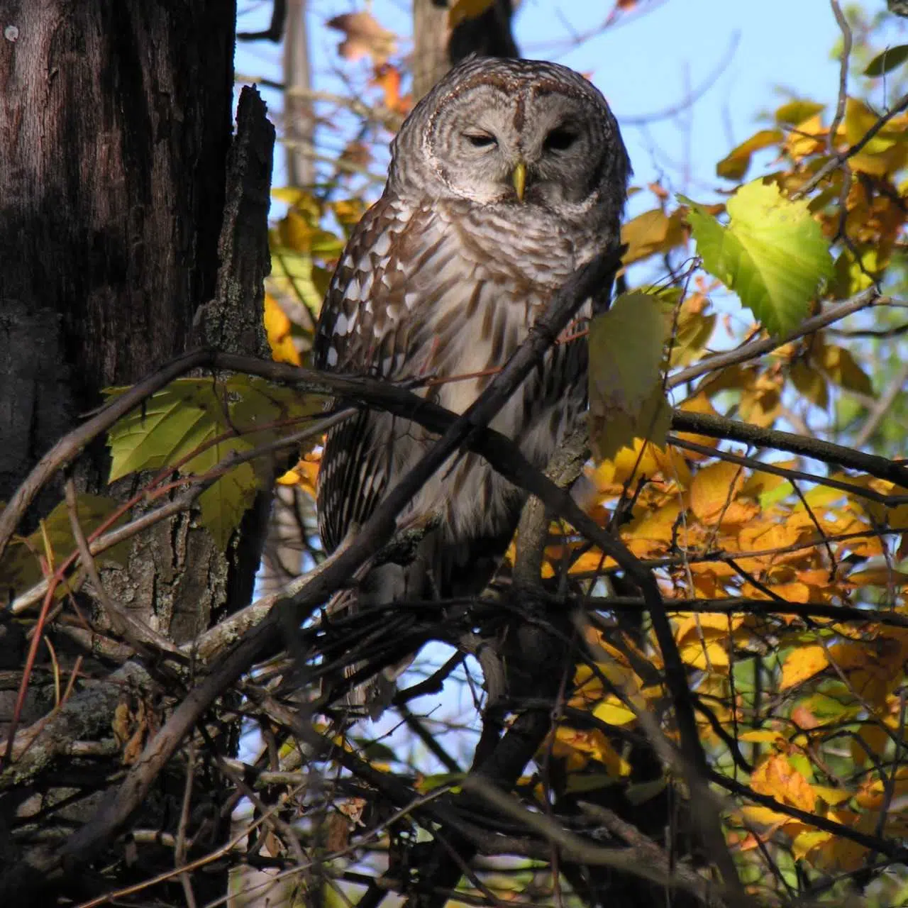 ABCA Owl Prowl This Weekend | 90.5 Exeter Today