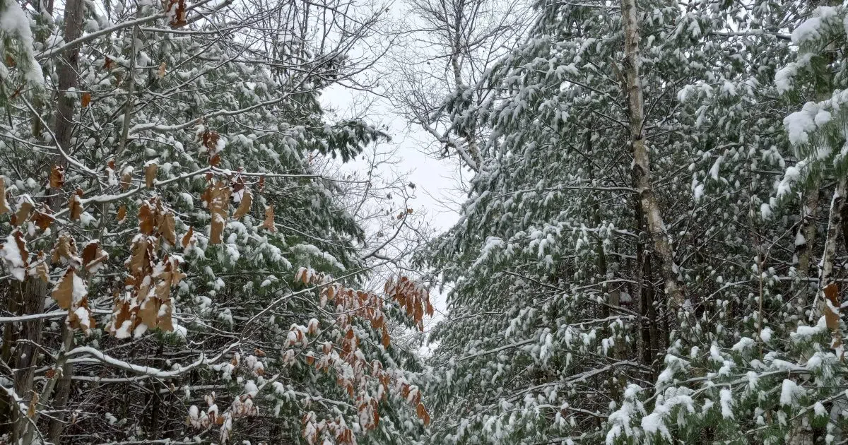 Explore the Dufferin County Forest | FM92 South Simcoe Today