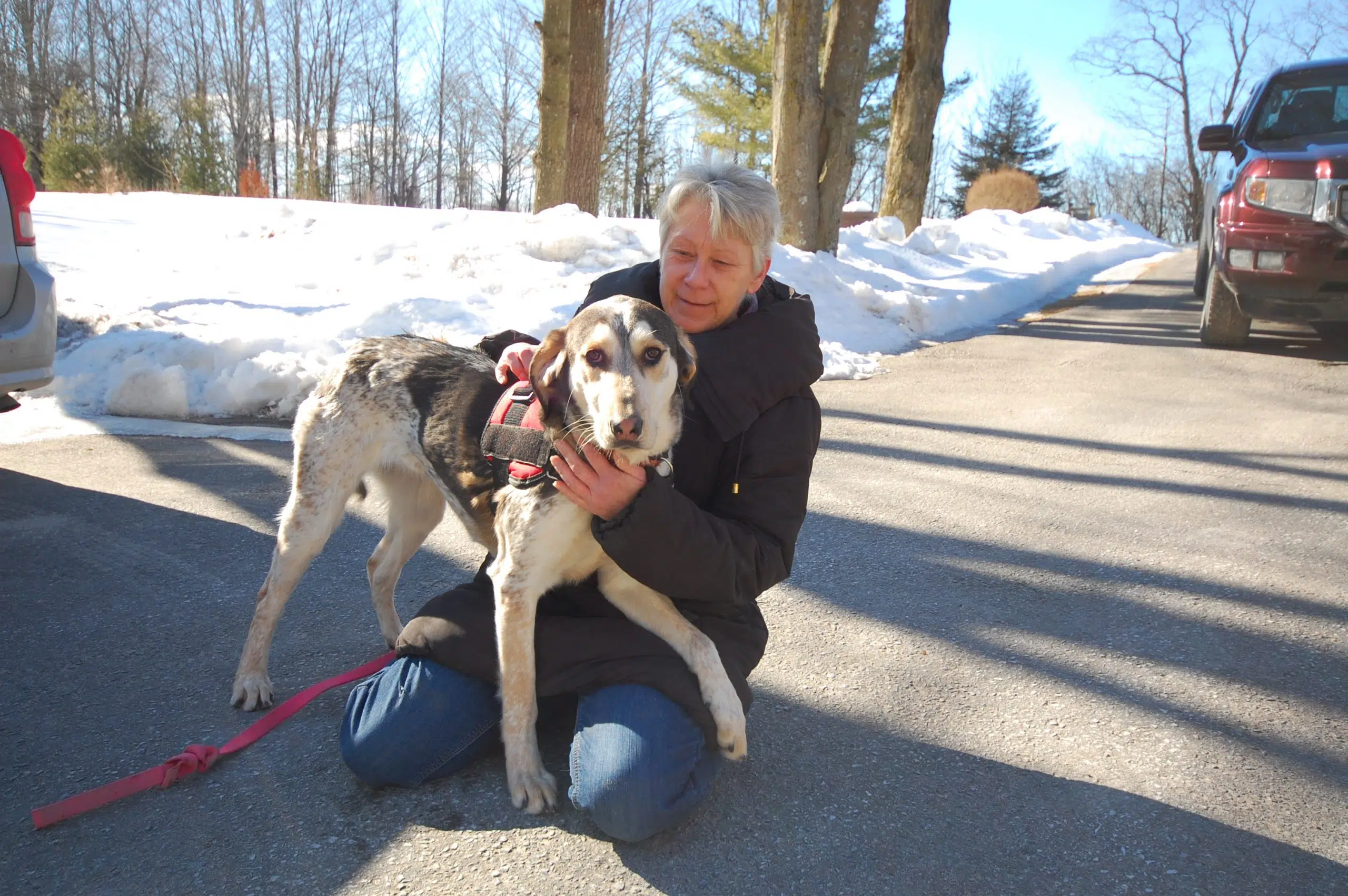 How Do I Start A Dog Rescue