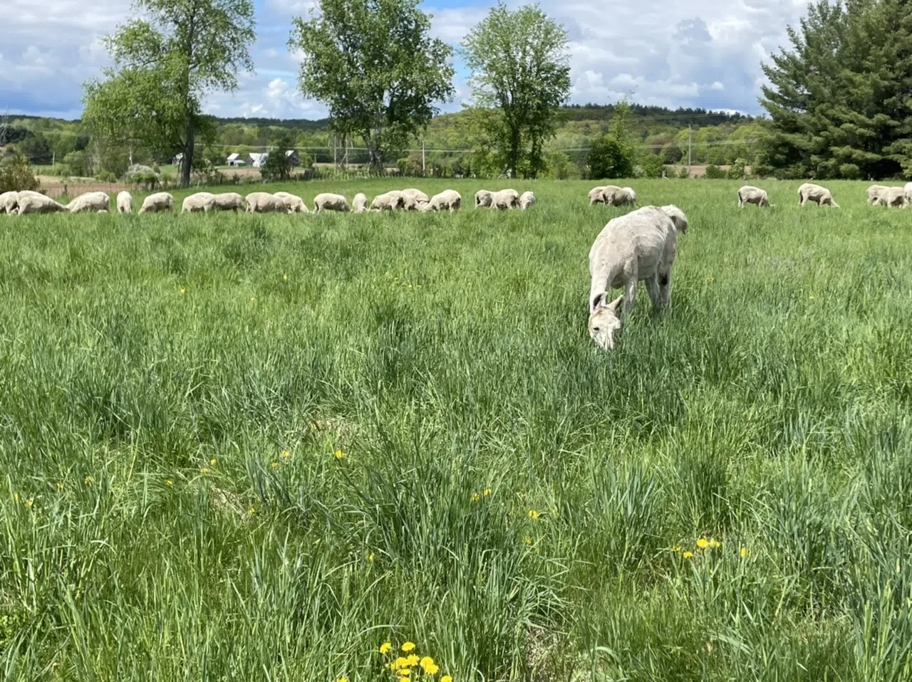 Pinnacle Haven Farm near Renfrew a host site on Sunday for the Farms Open event | Oldies 107.7