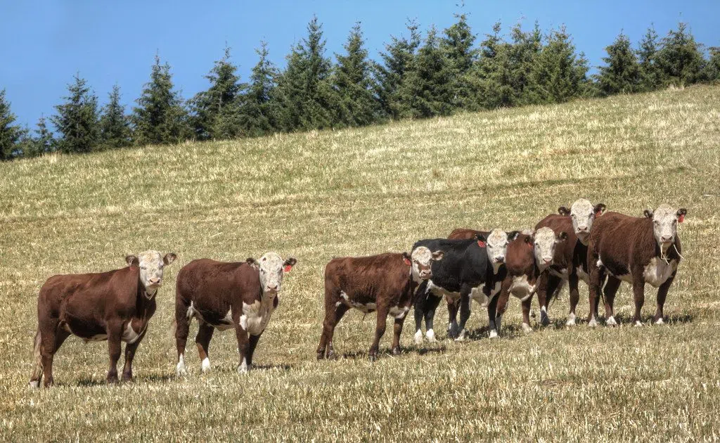 A Callaway Ranch Earns Top Distinction | KNLV AM & FM