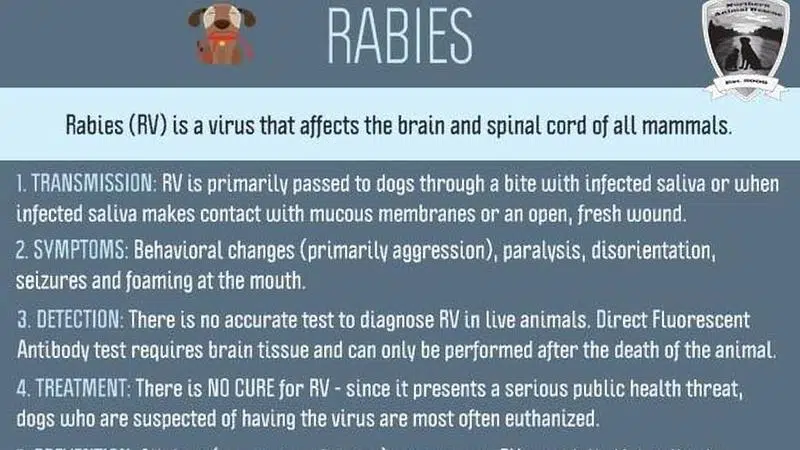 Core Vaccinations for Dogs | larongeNOW