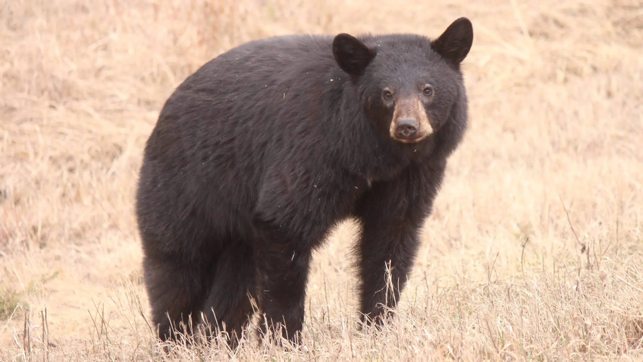 Hibernation period ending for bears and other predators | battlefordsNOW