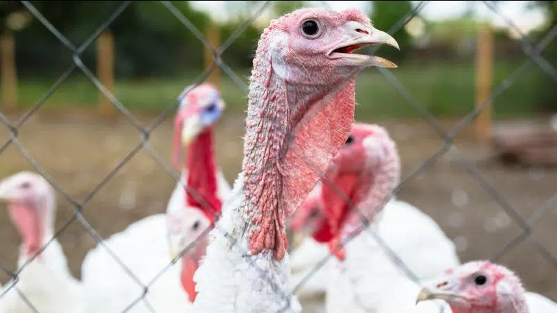 Gobble up some turkey this Thanksgiving weekend | battlefordsNOW