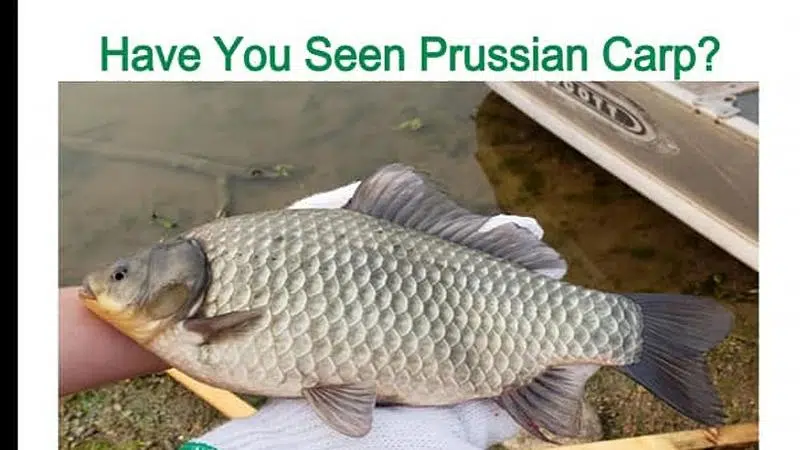 Report If You See Prussian Carp | meadowlakeNOW