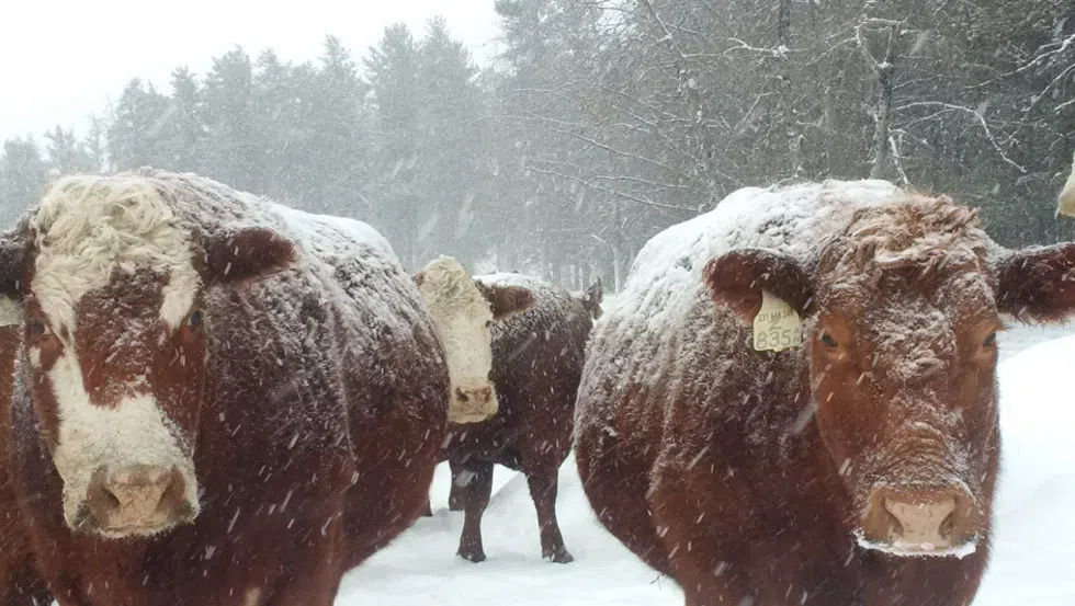 Livestock producers doing best to keep animals warm | farmnewsNOW