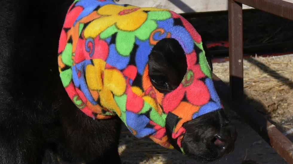 Wawota woman sews ‘Cozy Caps for Calves’ | farmnewsNOW