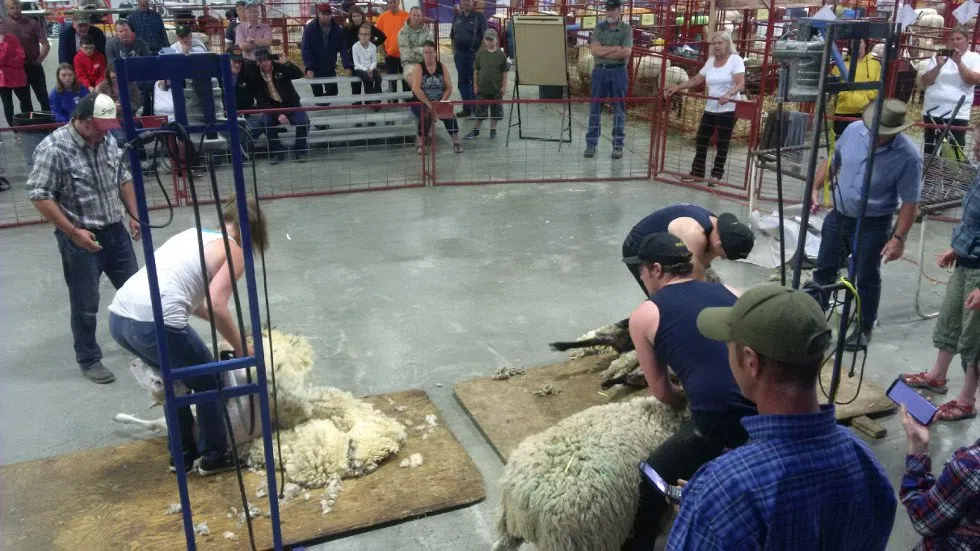Sheep show hopes to attract new members | farmnewsNOW