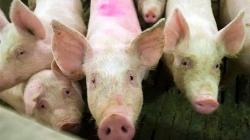 Industry discusses strategies to stop pig virus | farmnewsNOW