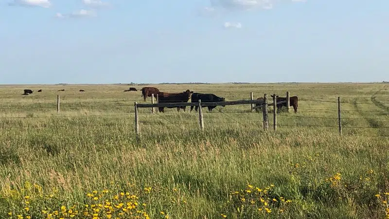 Saskatchewan Pasture tour to visit Hanley area | farmnewsNOW