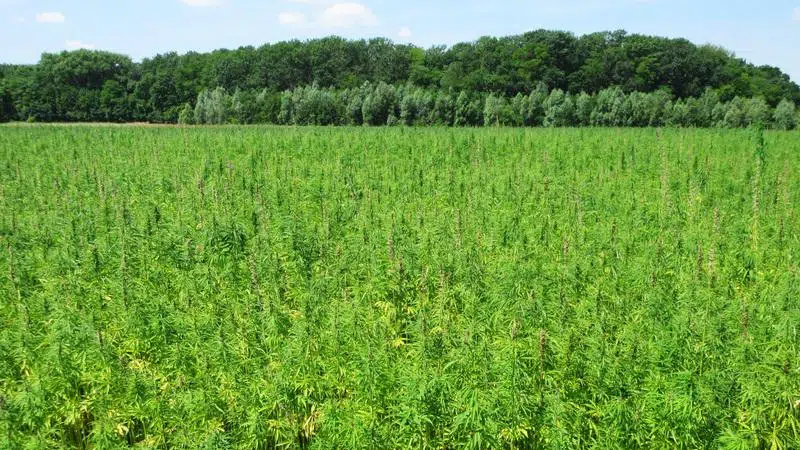 Hemp farmers anticipate a good crop | farmnewsNOW