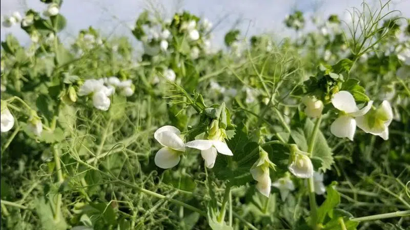 Opportunities for yellow pea growers | farmnewsNOW