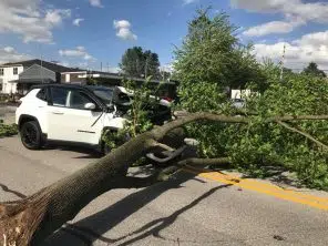 Car, fallen tree collide | MOJO 102.9