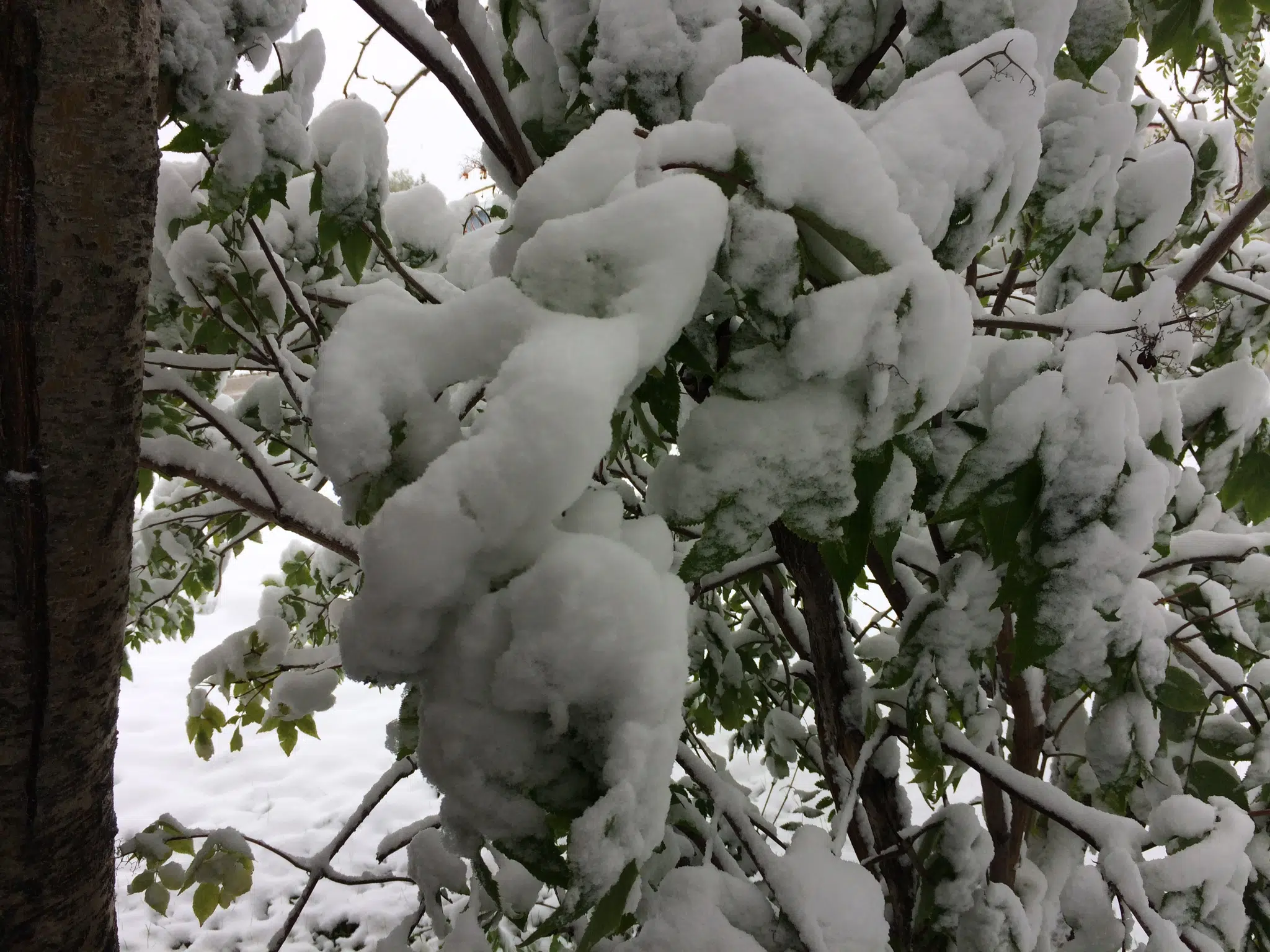 Snowfall warning for Grande Prairie and area | EverythingGP