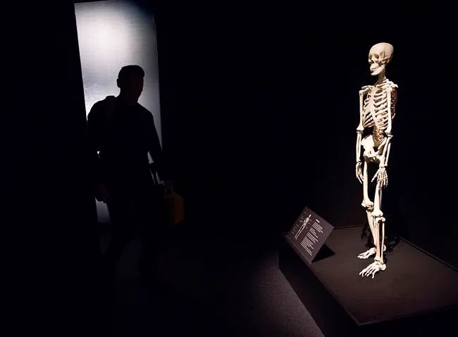 Exhibit of plastinated human corpses opens without controversy at ...
