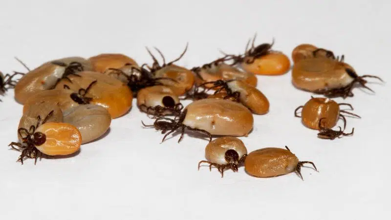 Tick season and how to stay safe | EverythingGP