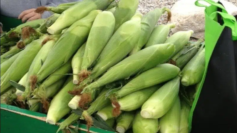 Taber corn will likely arrive a little late this summer | EverythingGP